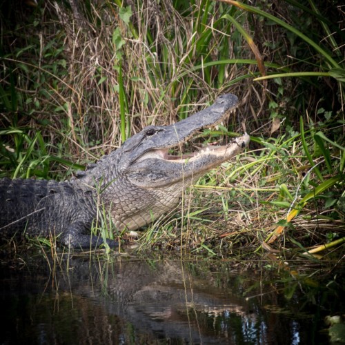 Everglades Airboat Rides, Airboat Tours, Gator Shows