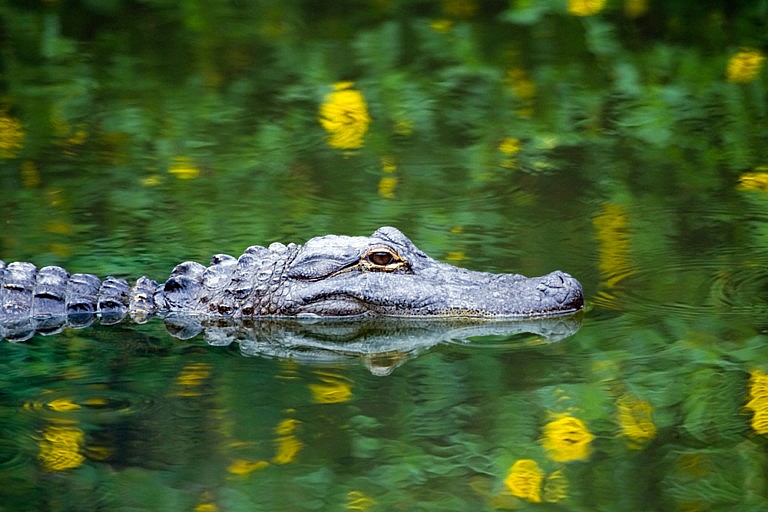 alligator-everglades - Airboat Rides Miami