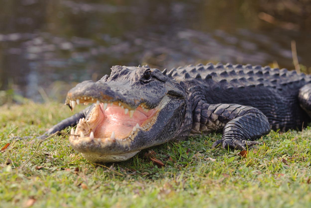 Top 3 Reasons to Hop on an Airboat Ride Through the Everglades