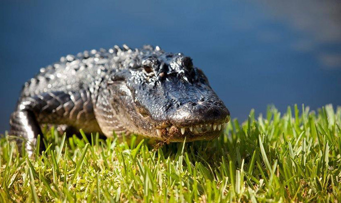 Alligators in the Everglades National Park - Airboat Rides Miami